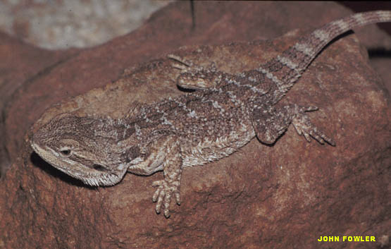Pogona nullarbor